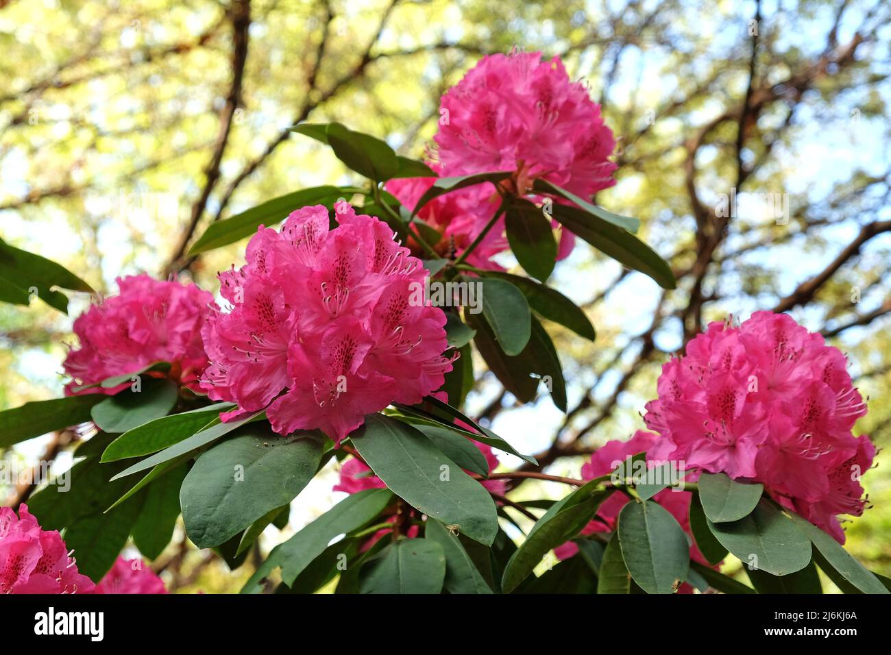 Rhododendron cynthia flowers Banque de photographies et d’images à ...