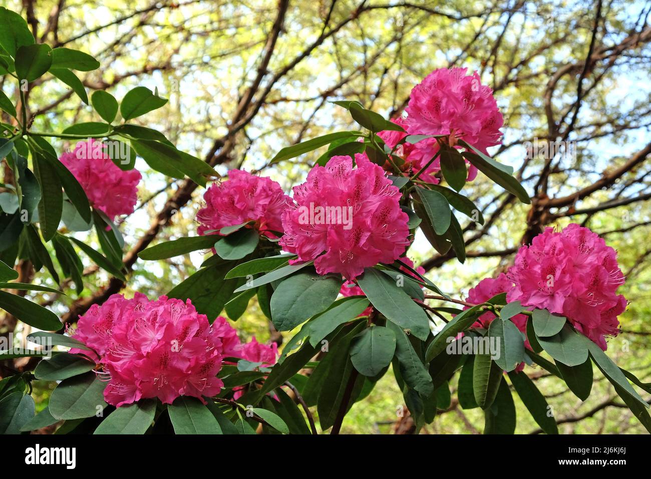 Rhododendron cynthia flowers Banque de photographies et d’images à ...
