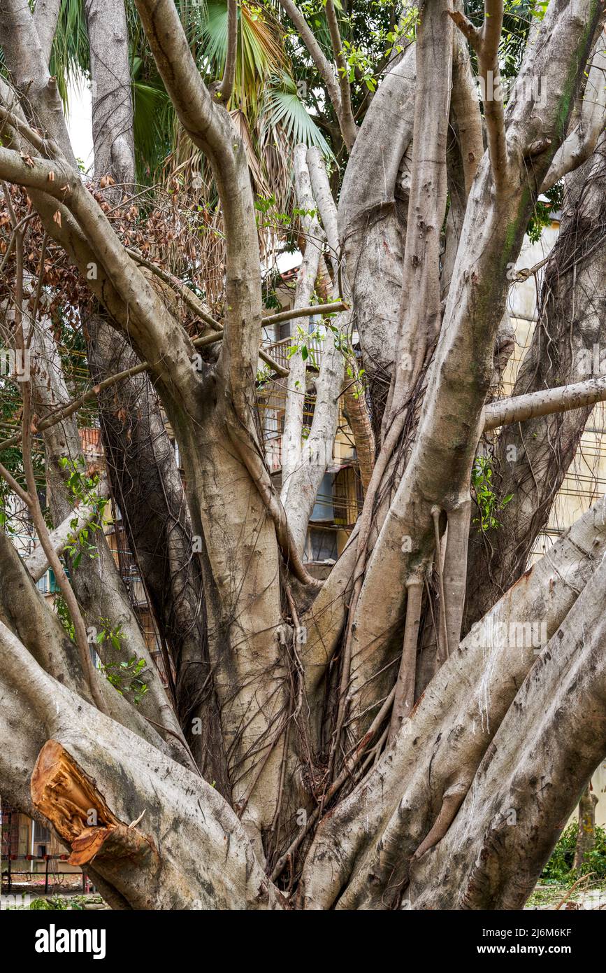 Racines bosse et aérienne d'un vieux Banyan Tree géant Photo Stock - Alamy