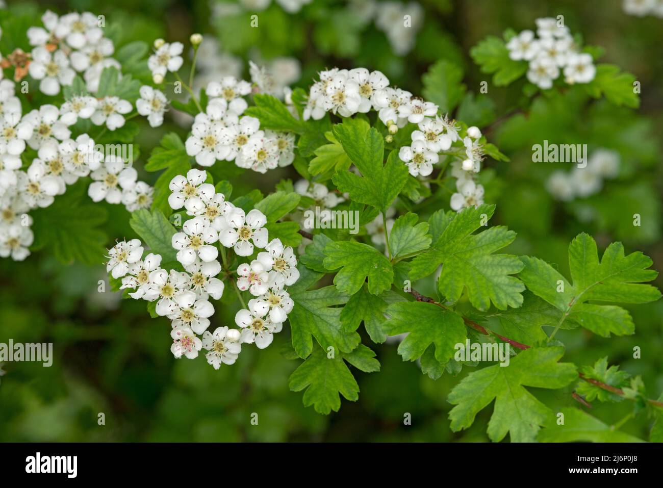 Haie d'aubépine crataegus monogyna Banque de photographies et d’images ...