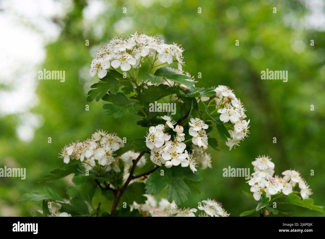 Haie d'aubépine crataegus monogyna Banque de photographies et d’images ...