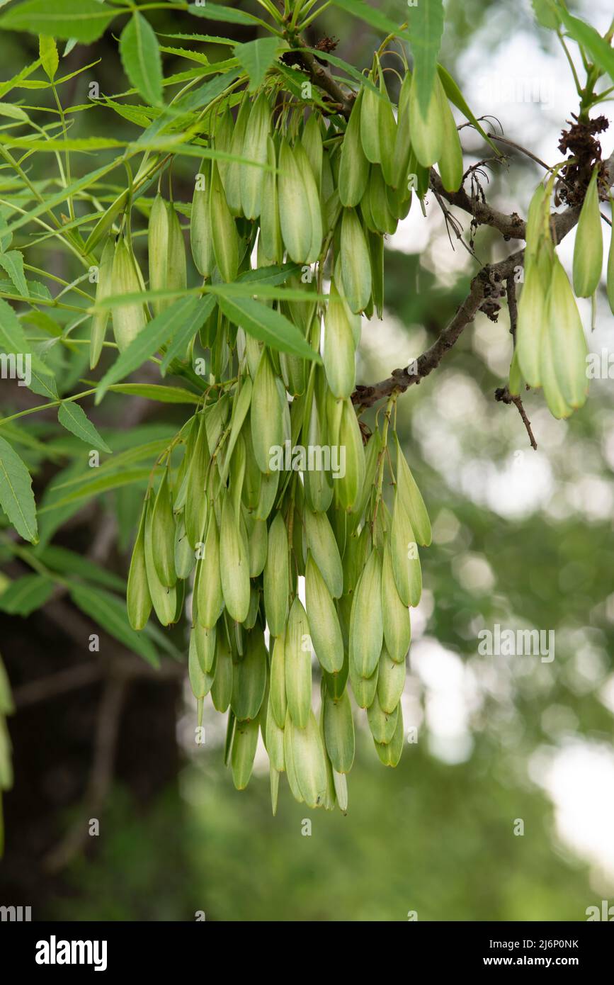 Fruits fraxinus excelsior Banque de photographies et d’images à haute ...