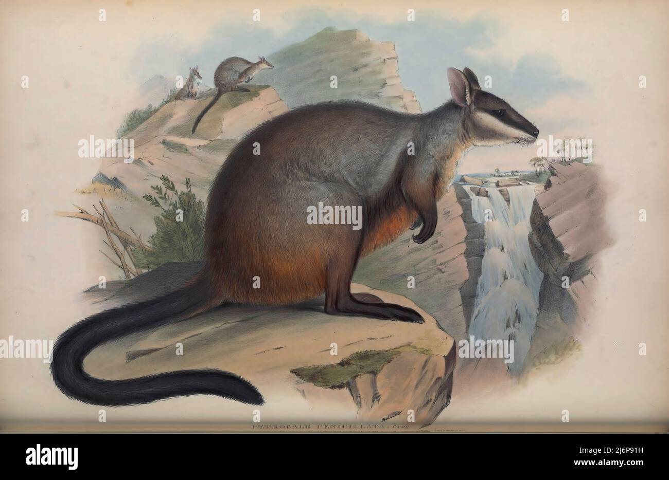 Le wallaby à queue brousse ou le wallaby à petites oreilles (Petrogale ...