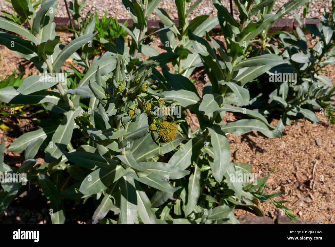 Isatis tinctoria Banque de photographies et d’images à haute résolution ...