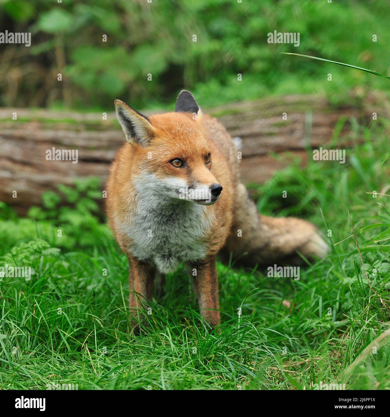 Renard roux debout Banque de photographies et d’images à haute ...