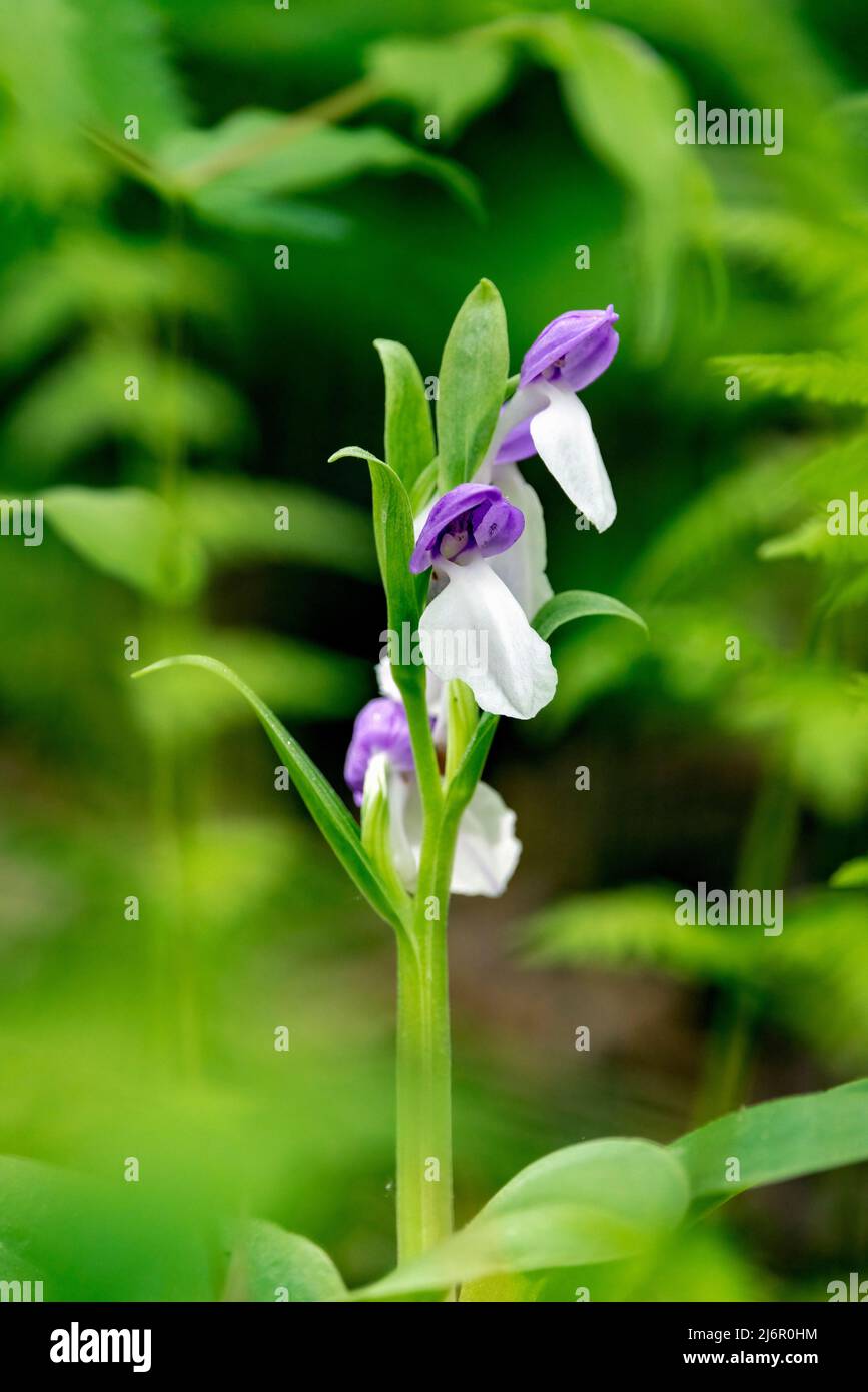 Galearis spectabilis orchis spectabilis Banque de photographies et d ...
