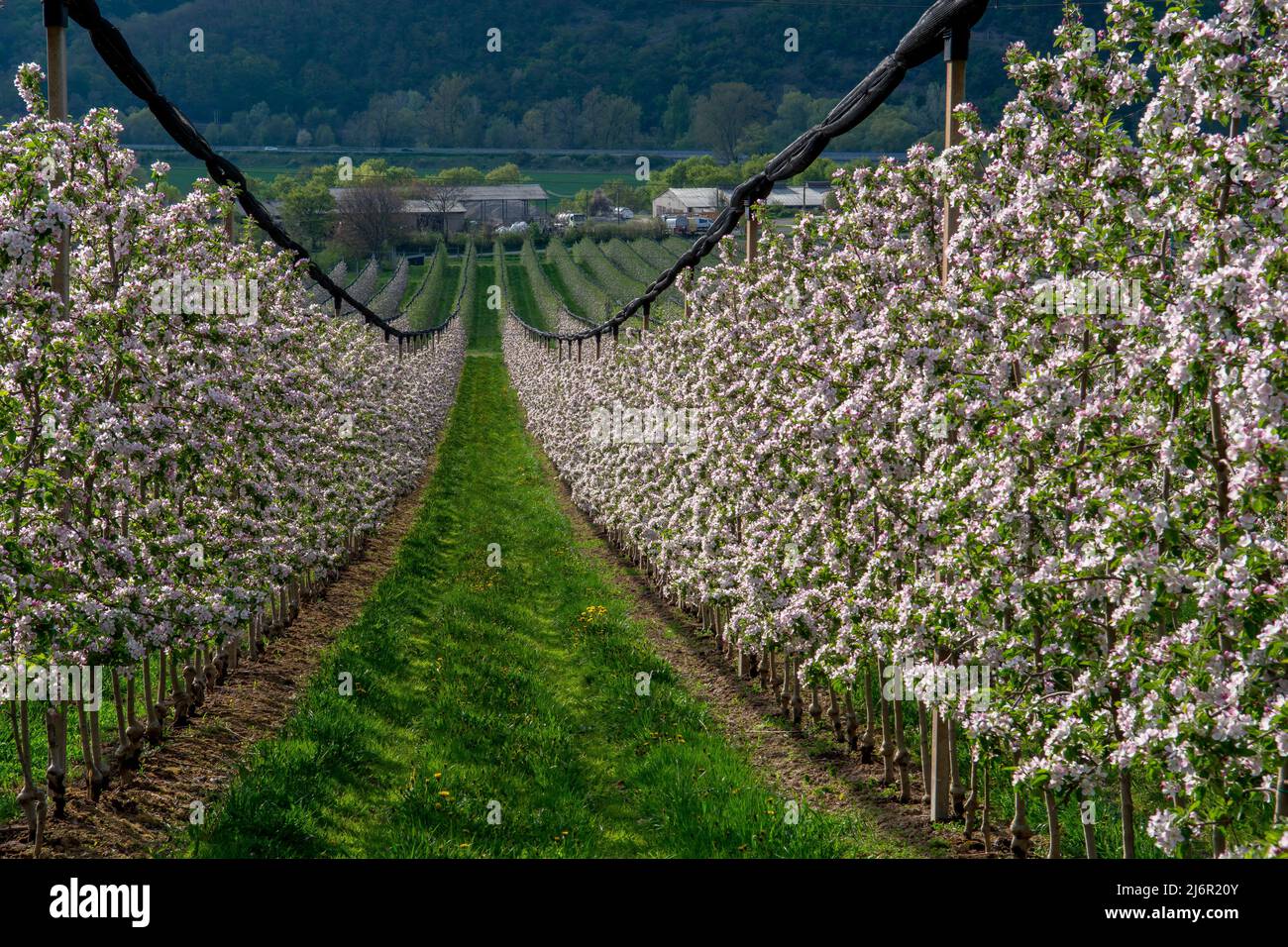 Verger de pomme en fleur au printemps. Jardin de pommes en fleurs ...