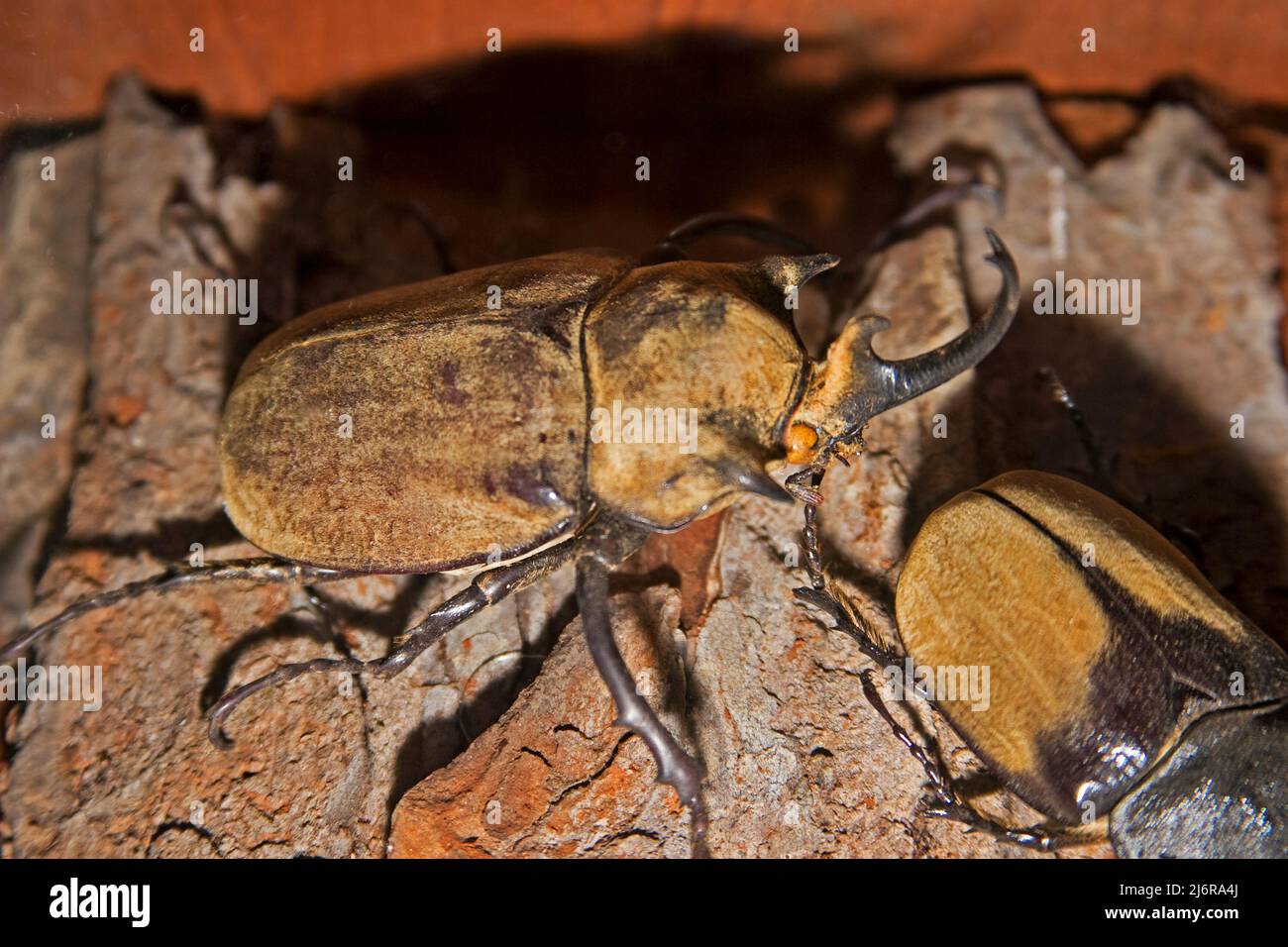 Megasoma elephas Banque de photographies et d’images à haute résolution ...