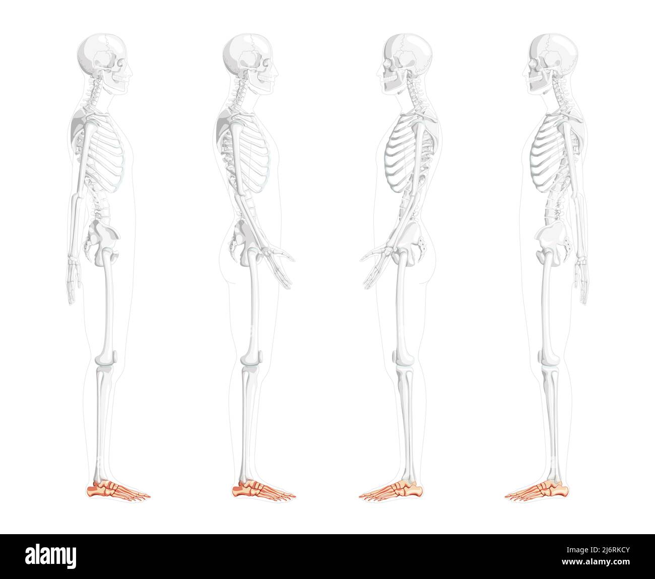 Squelette pied cheville os vue latérale du côté humain avec position ...