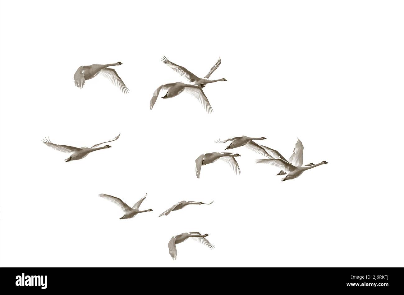 Colonie de cygnes Banque de photographies et d’images à haute résolution - Alamy