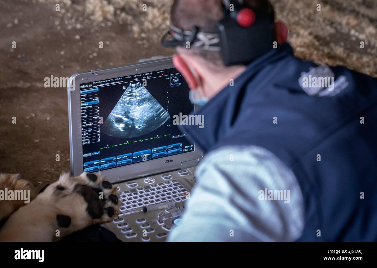 Le vétérinaire Michael Rothwell vérifie une échographie de Julie, la ...