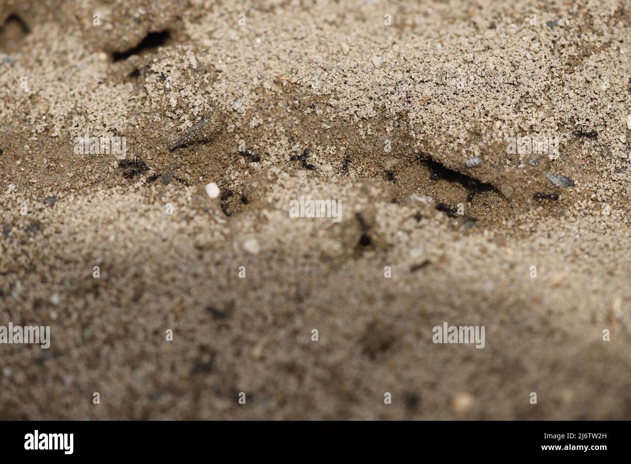 Nid de fourmis arboricoles Banque de photographies et d’images à haute ...
