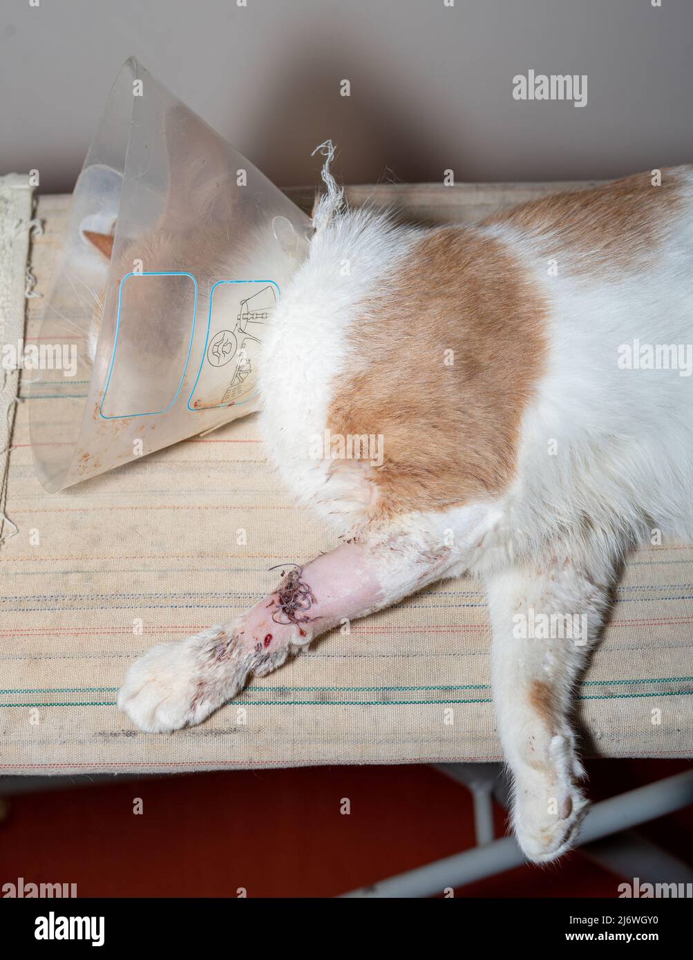 Chat après chirurgie. Élévation de la patte cousue. Couture sur la ...