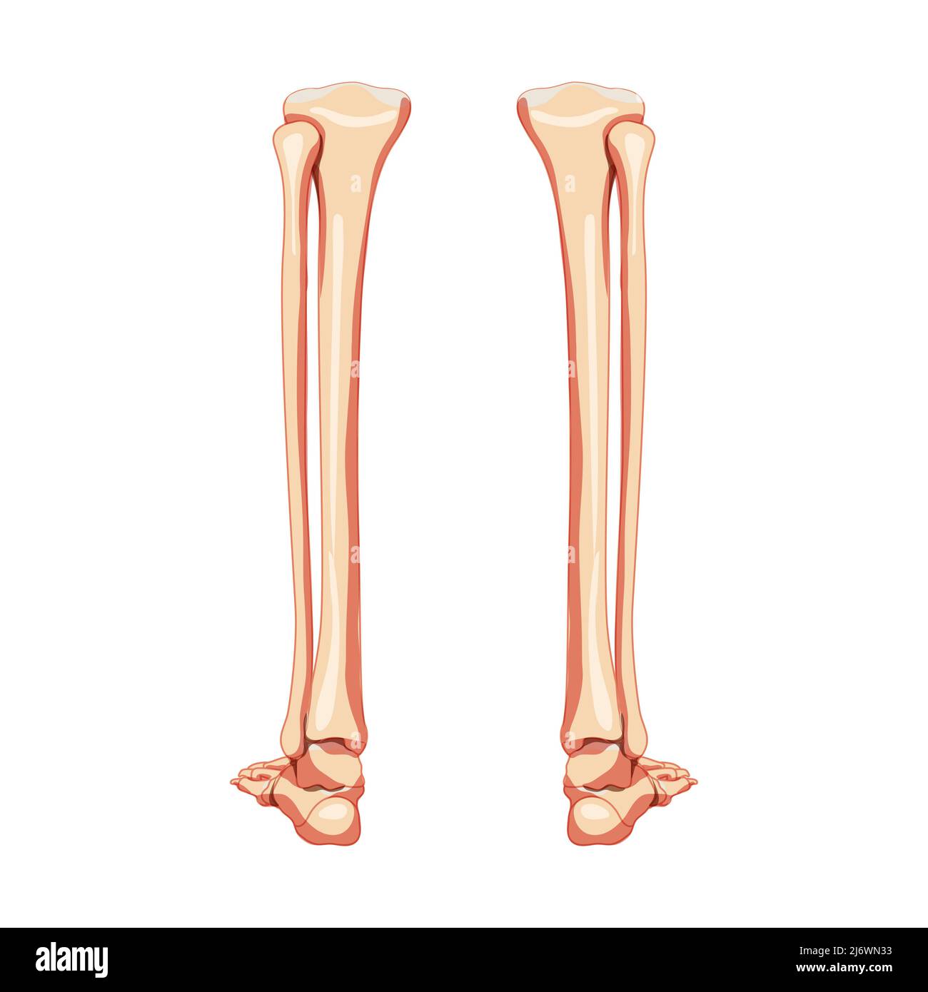 Squelette du pied vue dorsale Banque d'images vectorielles - Alamy