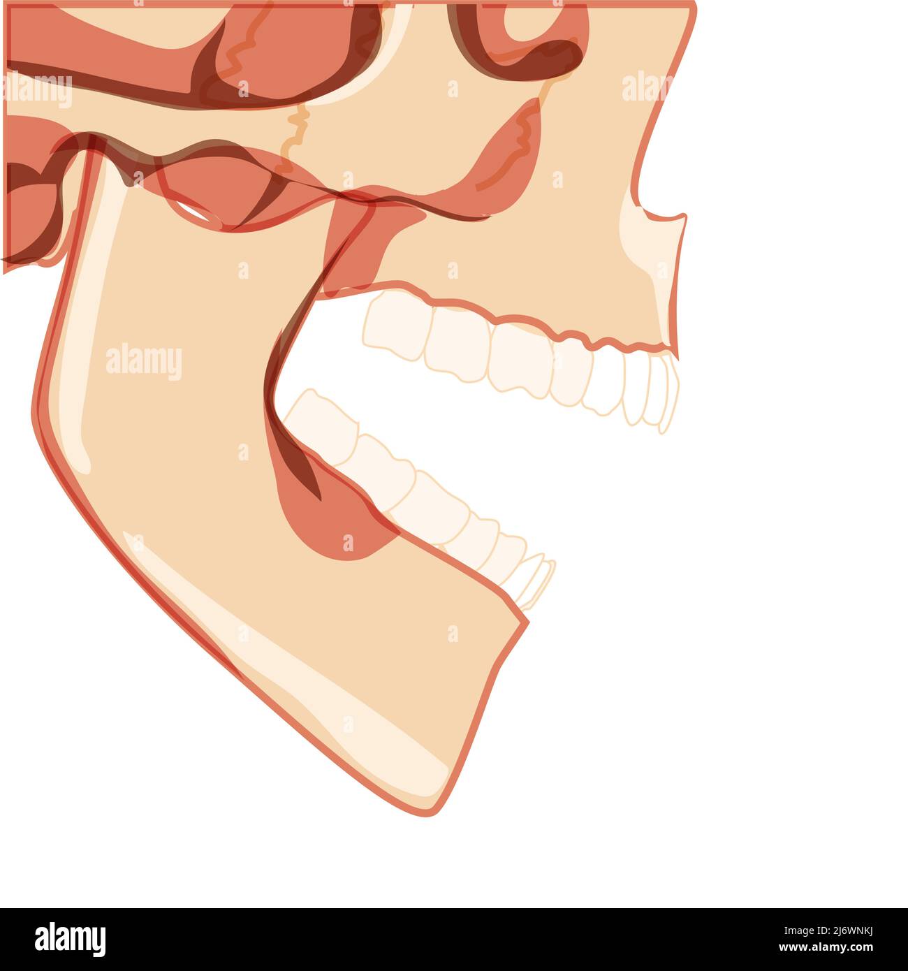 Crâne à bouche ouverte squelette humain partiellement affiché vue ...