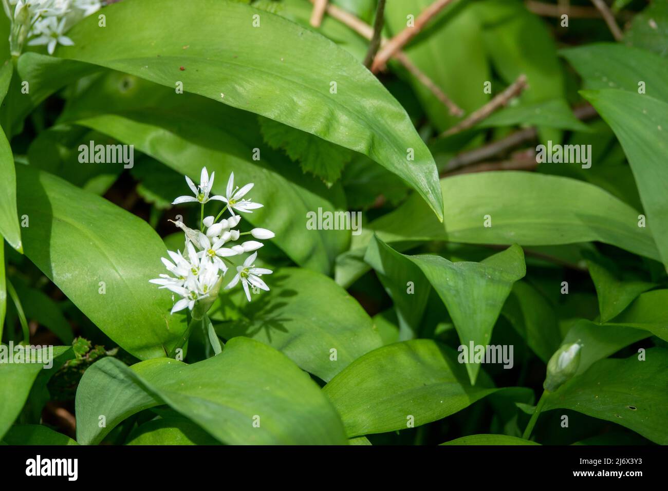 floraison allium ursinum connu sous le nom d'ail sauvage une belle et ...