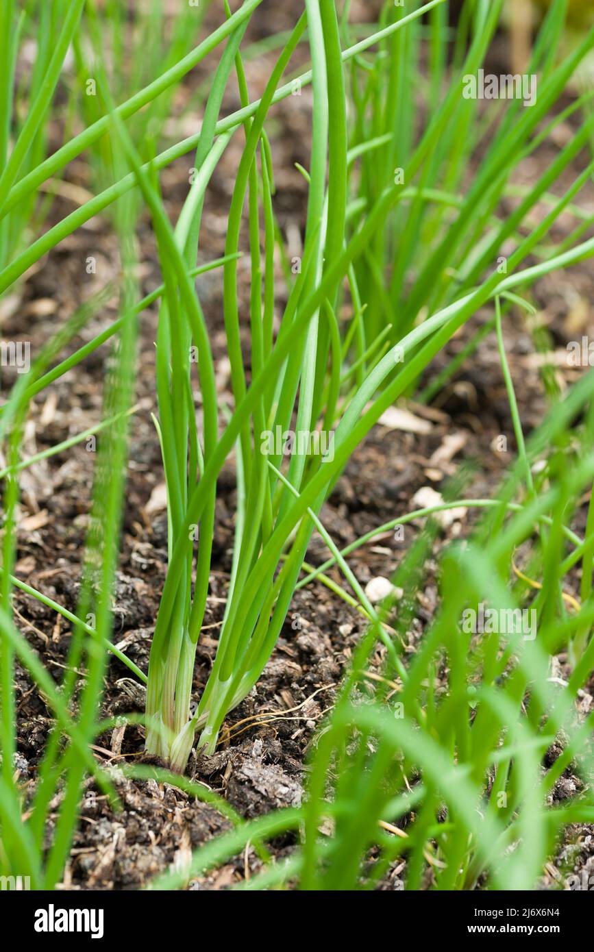 De jeunes oignons de printemps à plusieurs cultures poussent dans un ...