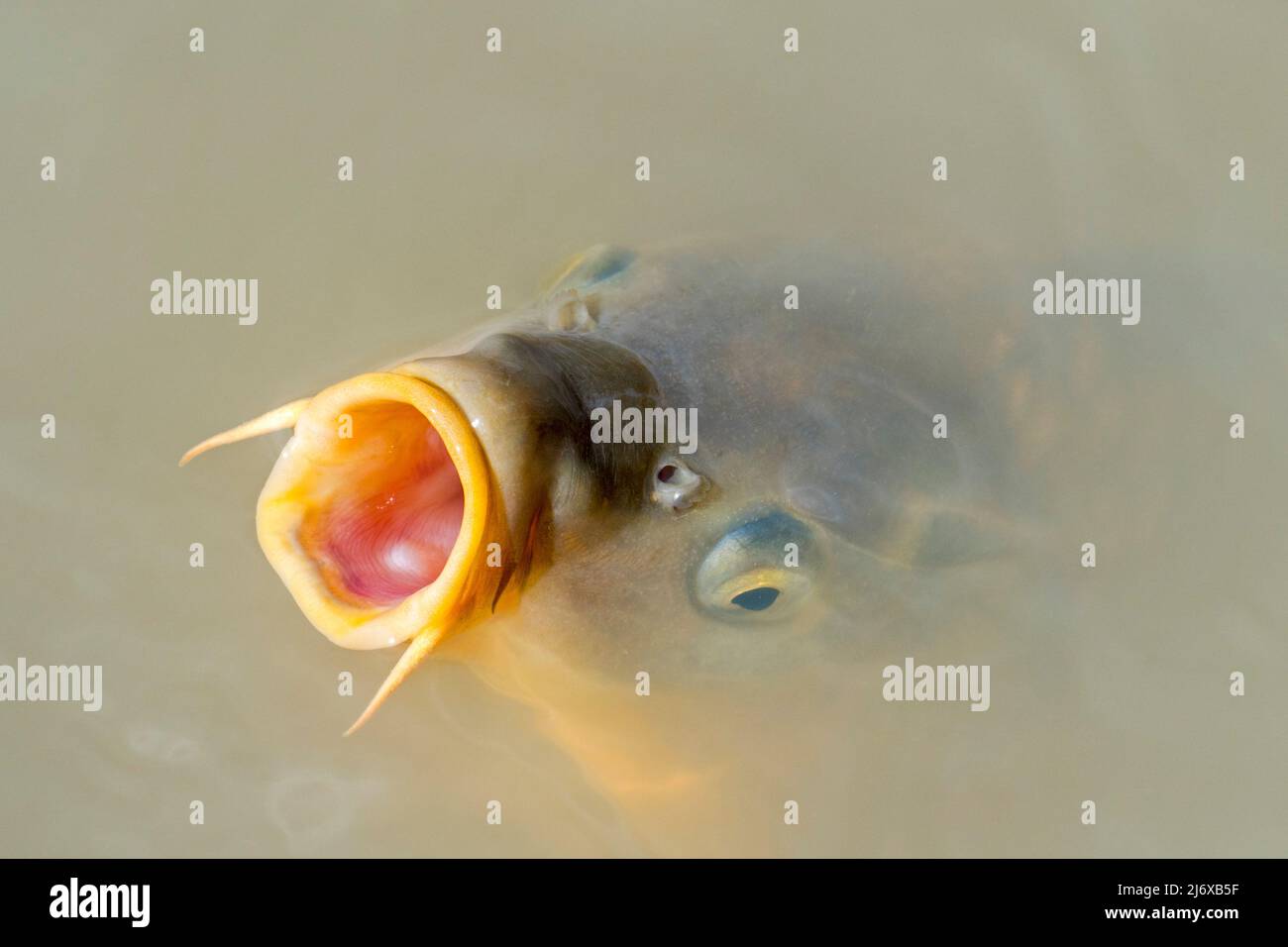 Carpe eurasienne / carpe européenne / carpe commune (Cyprinus carpio ...