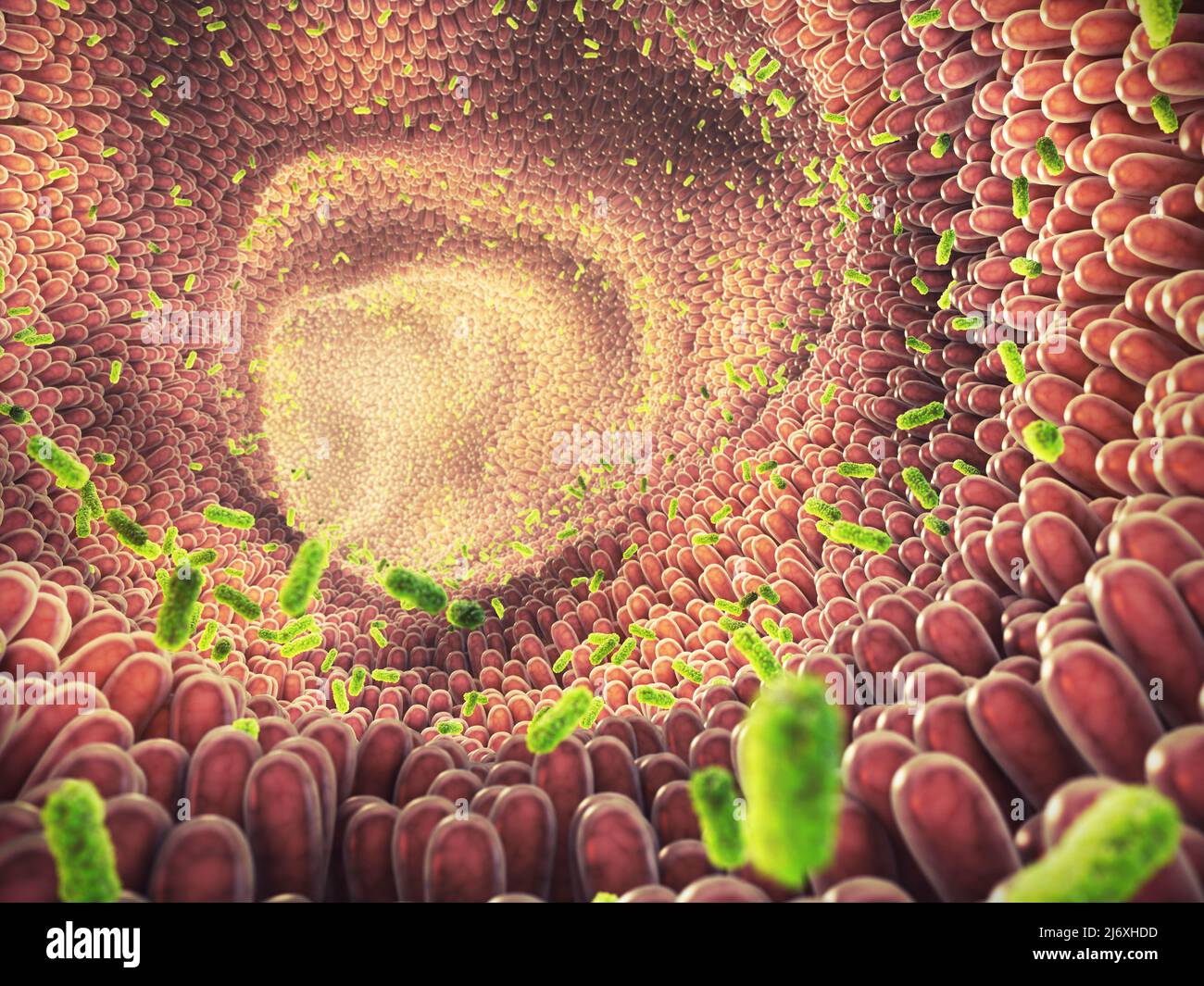 Illustration des bactéries intestinales. Le microbiome intestinal aide ...