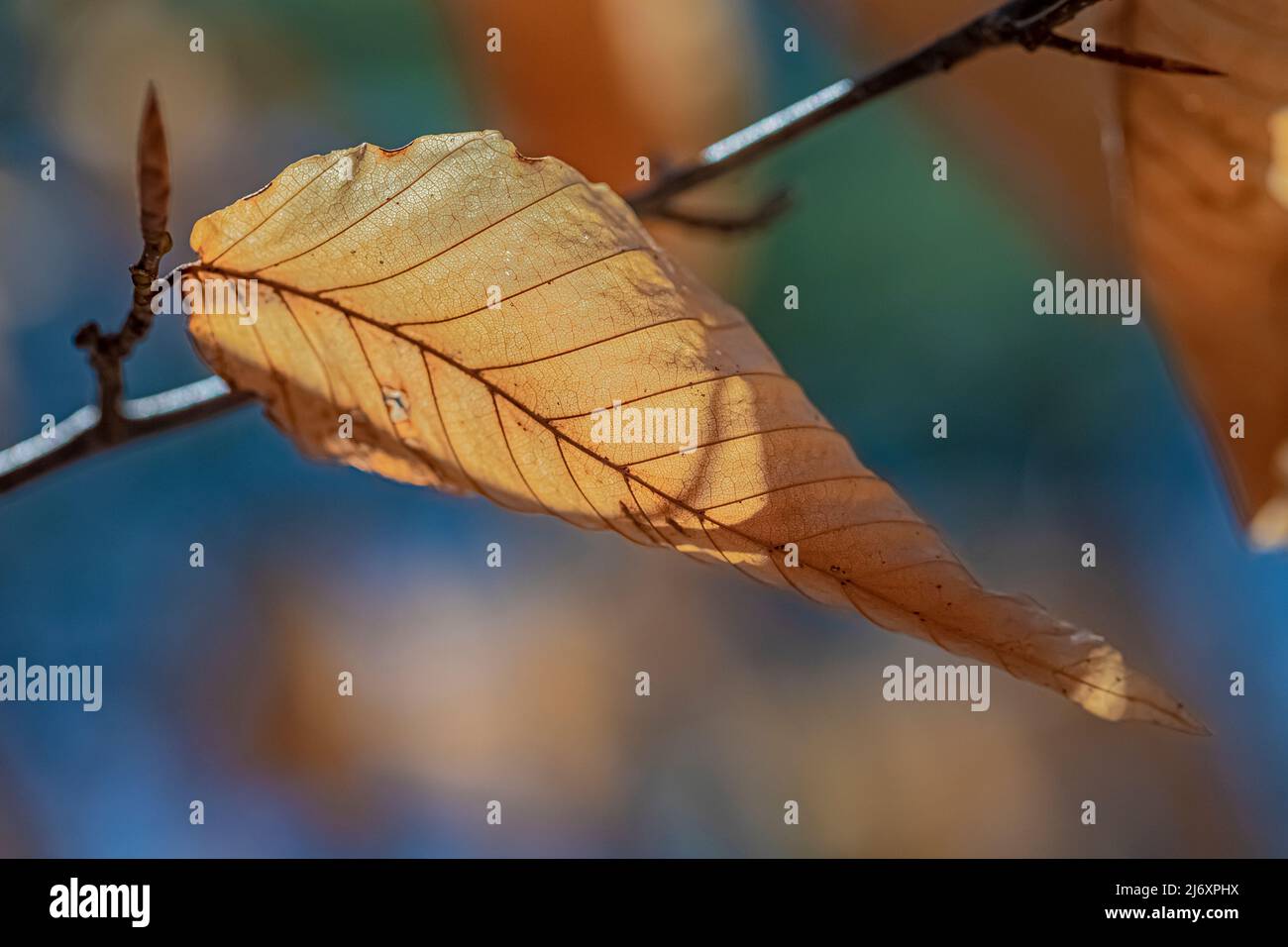 Feuilles de Marcescence sur le hêtre américain, Fagus grandifolia ...