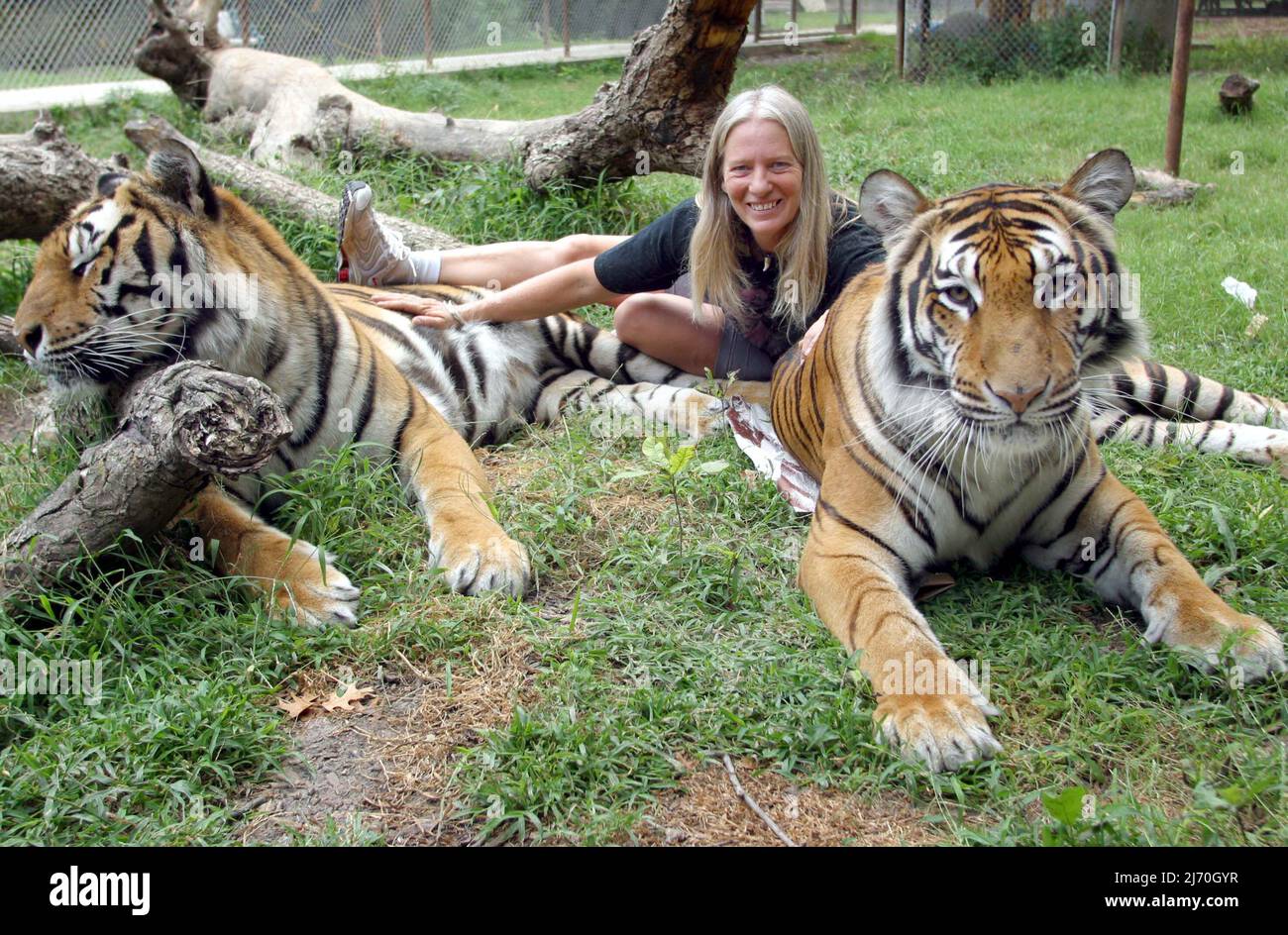 Tigre en enclos Banque de photographies et d’images à haute résolution ...
