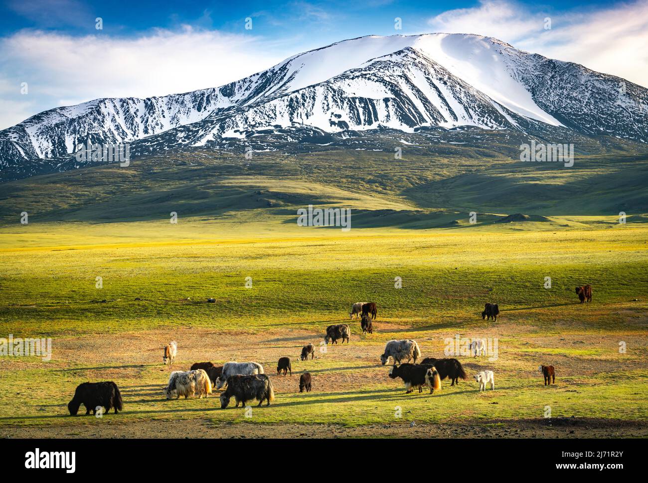 Mongolie occidentale Banque de photographies et d’images à haute résolution - Alamy