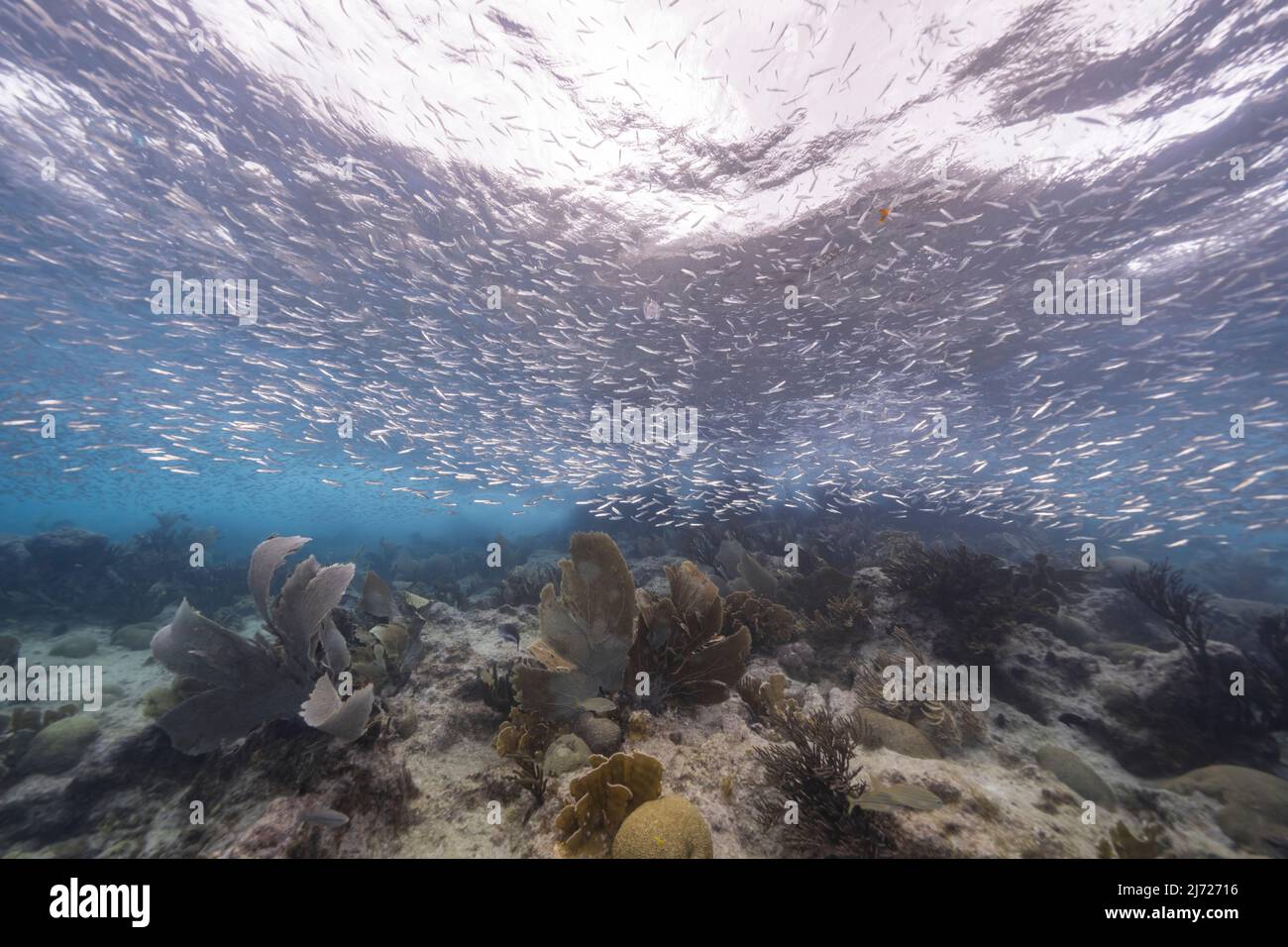 Paysage marin avec divers poissons, corail, et éponge dans le récif de ...