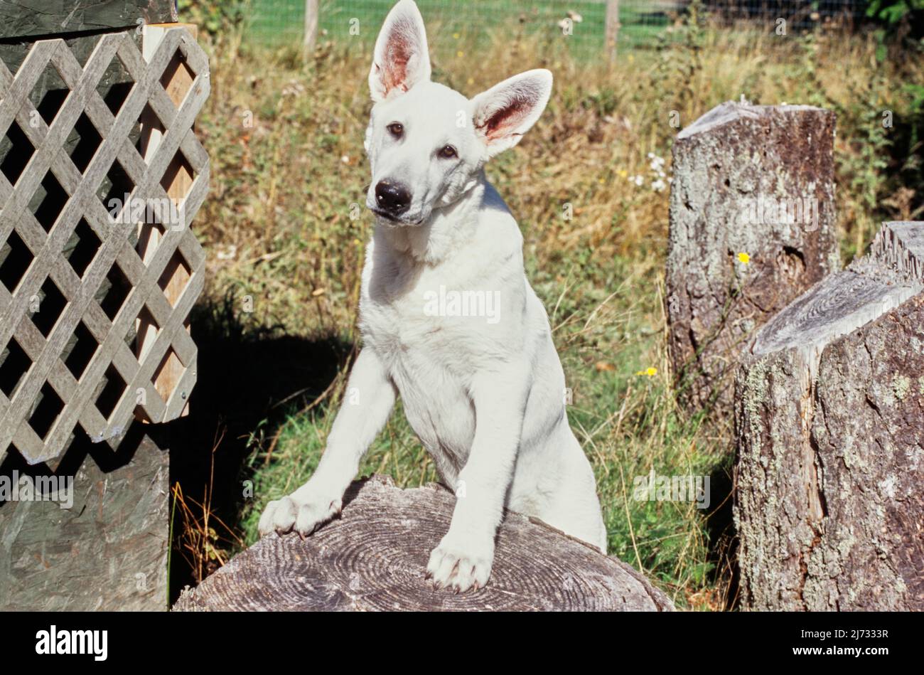 Bergers allemands blancs Banque de photographies et d’images à haute résolution - Alamy