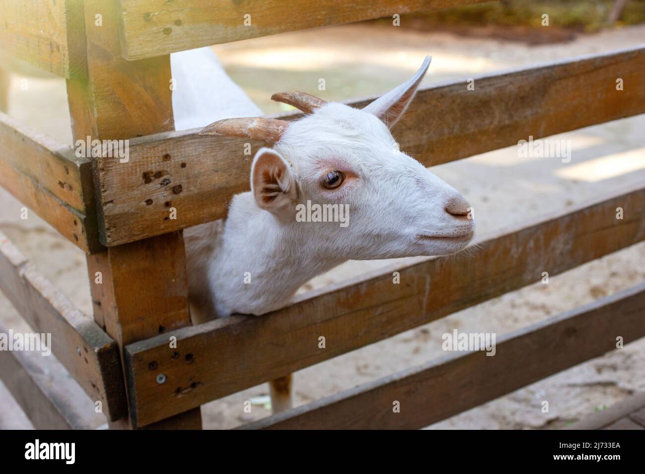 La tête d'une chèvre blanche curieuse debout dans un corral en bois sur ...