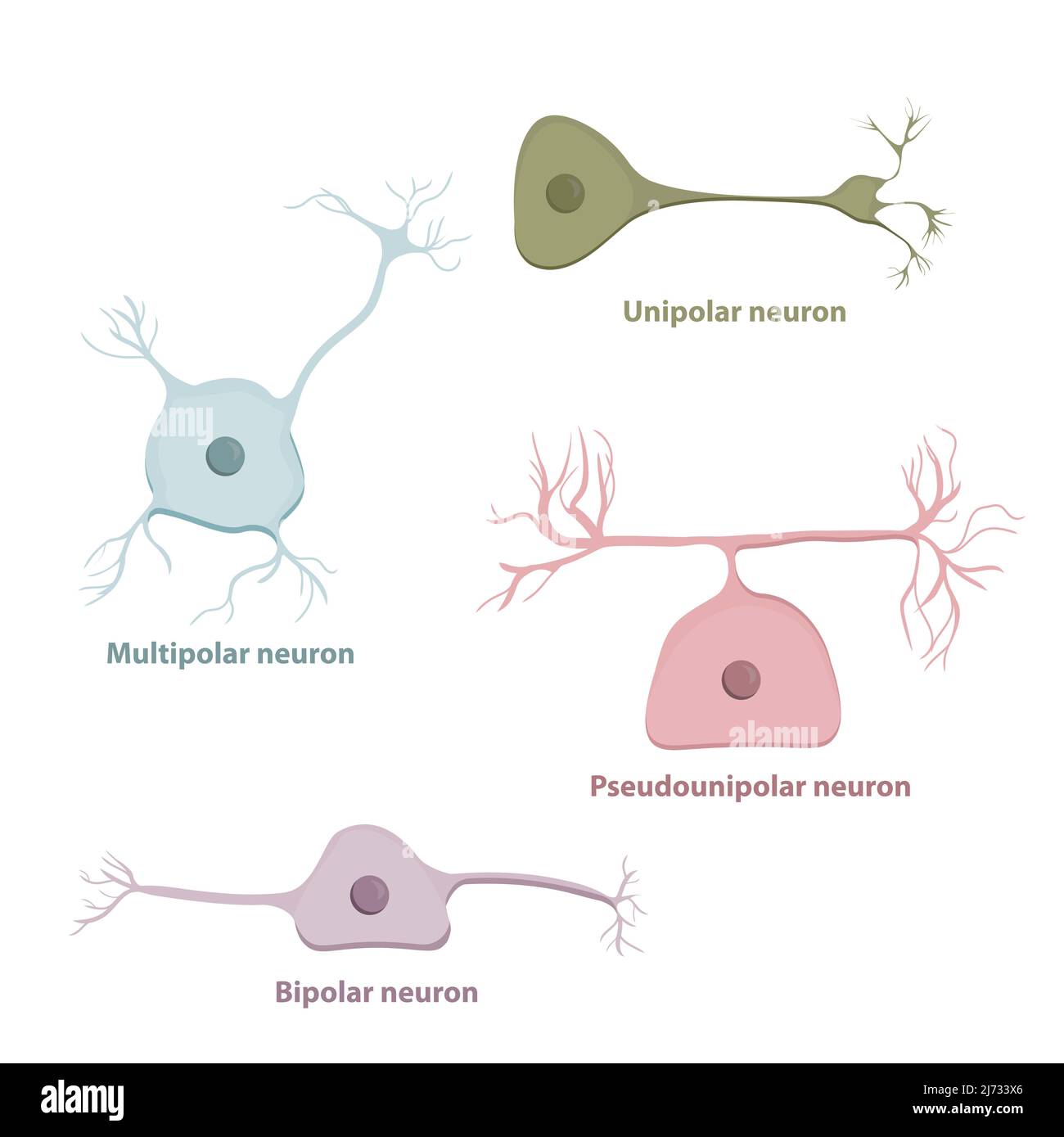 Neurone unipolaire Banque d'images vectorielles - Alamy