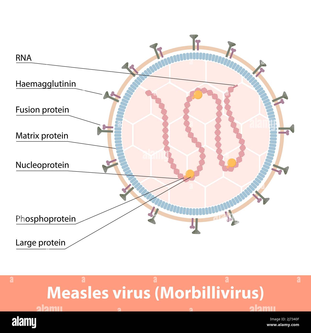 Cellule du virus de la rougeole (Morbillivirus). Schéma de virion ...