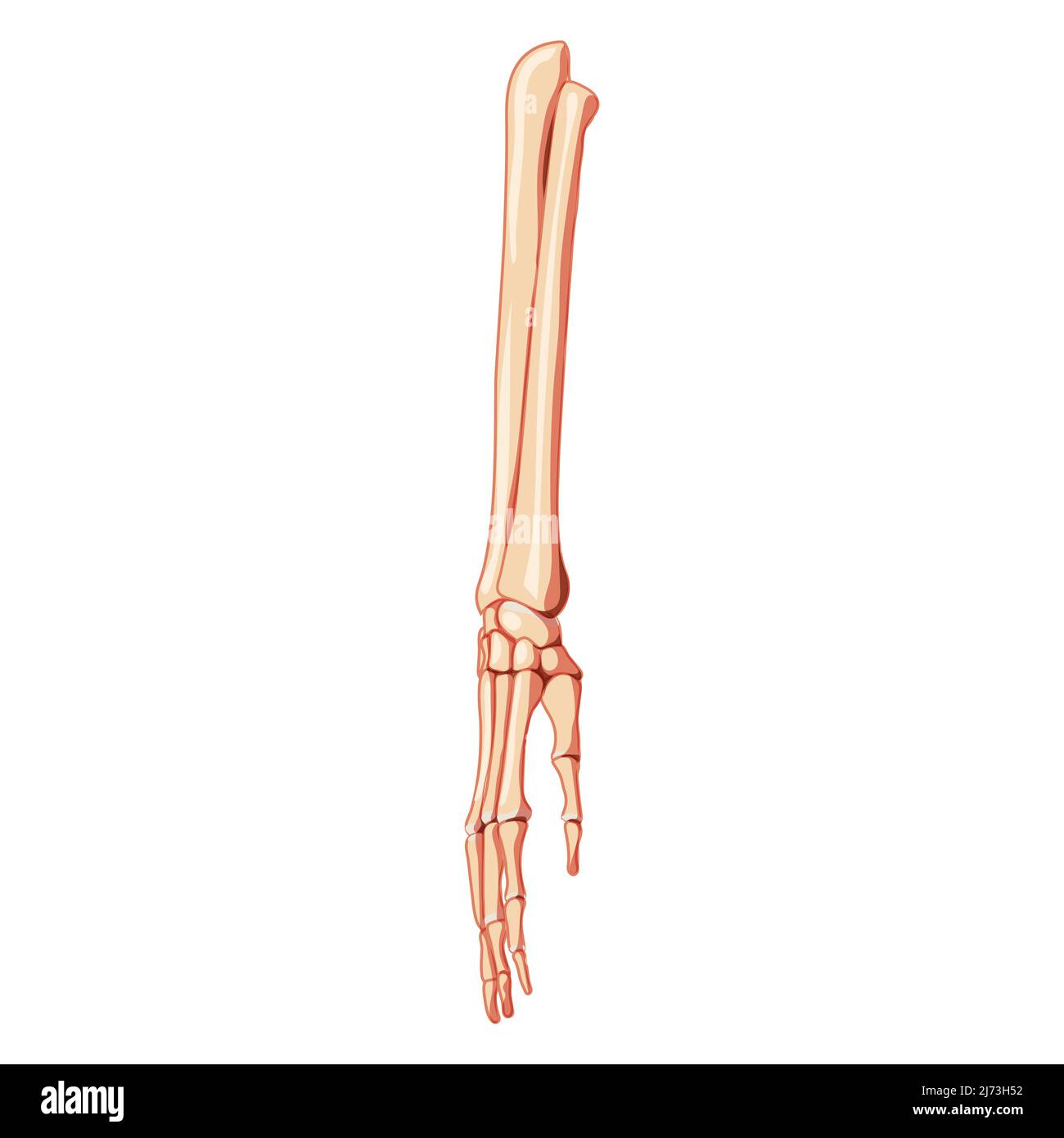 Avant-bras squelette ulna, rayon, main vue ventrale antérieure avant ...