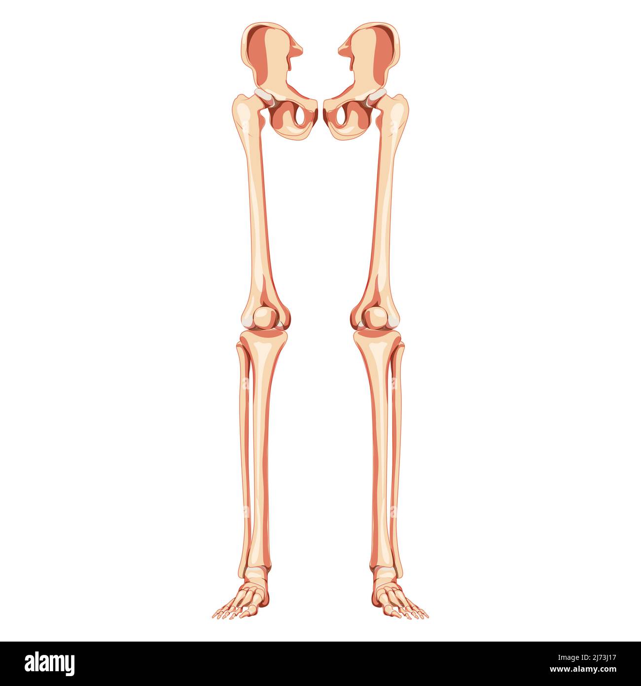 Membres inférieurs bassin humain avec jambes, cuisses pieds, chevilles ...