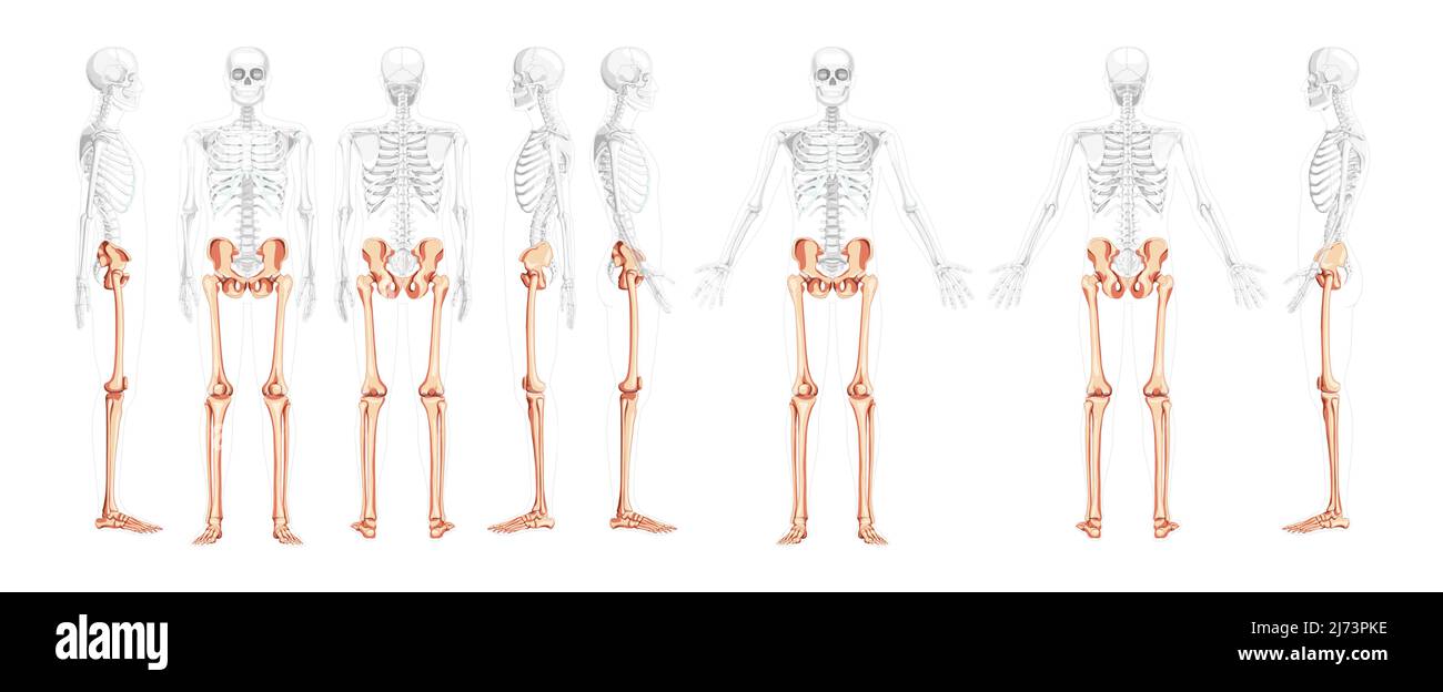 Ensemble de membres inférieurs bassin humain avec jambes, cuisses pieds ...