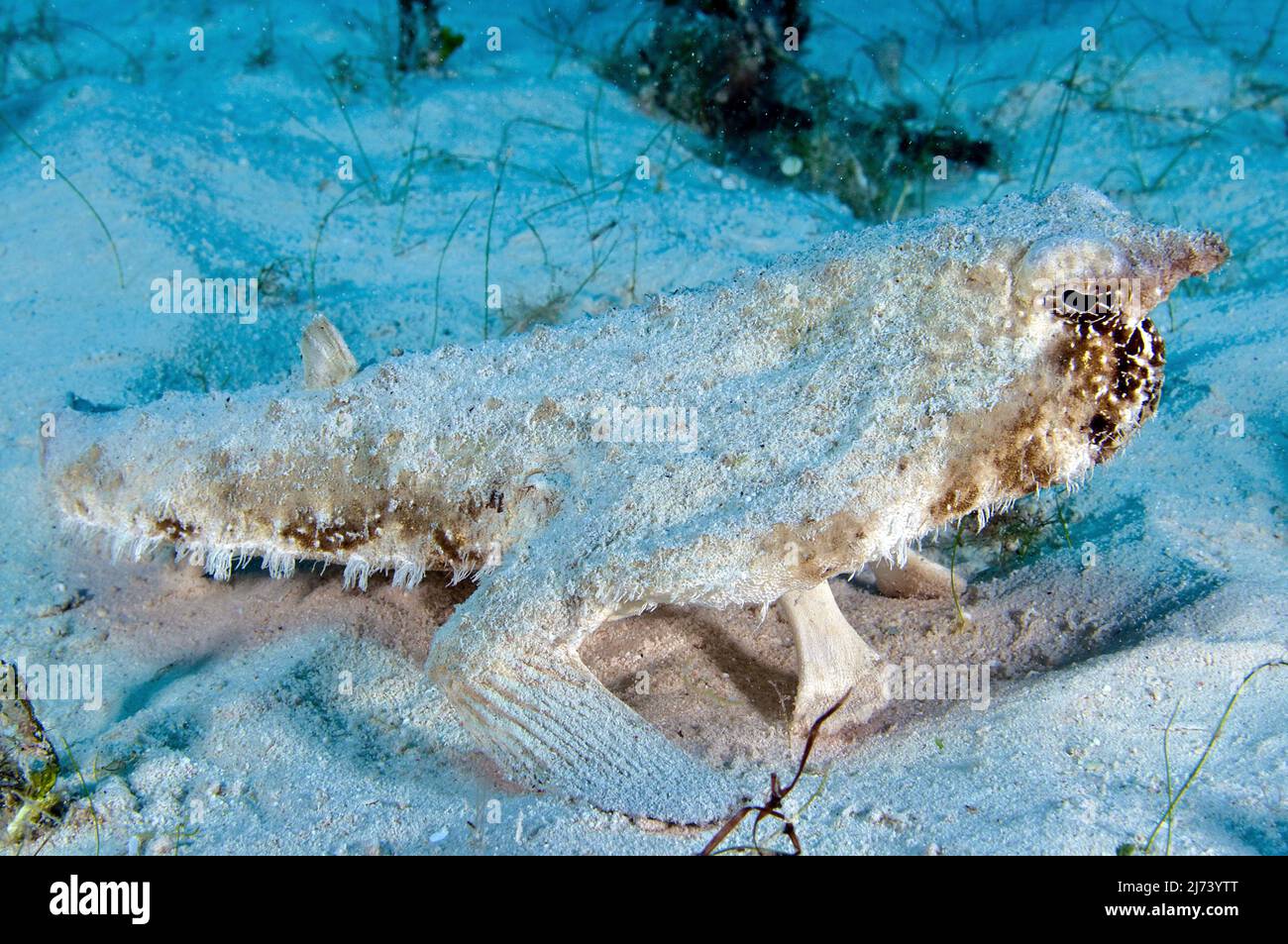 Rotbauch Fledermausfische Banque d'image et photos - Alamy