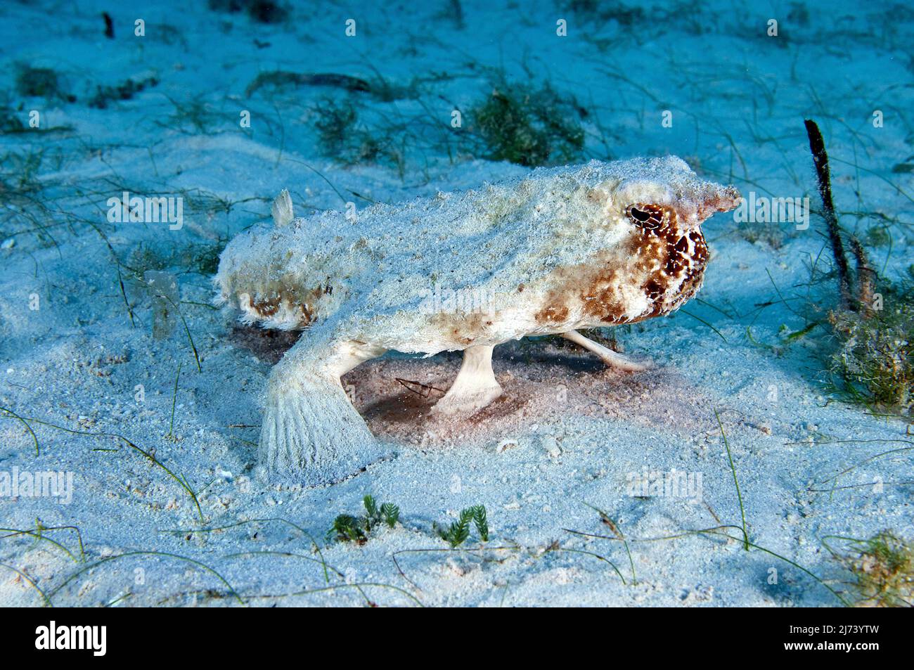 Poisson-Batfish à museau court (Ogcocephalus nasutus), poisson à pattes ...