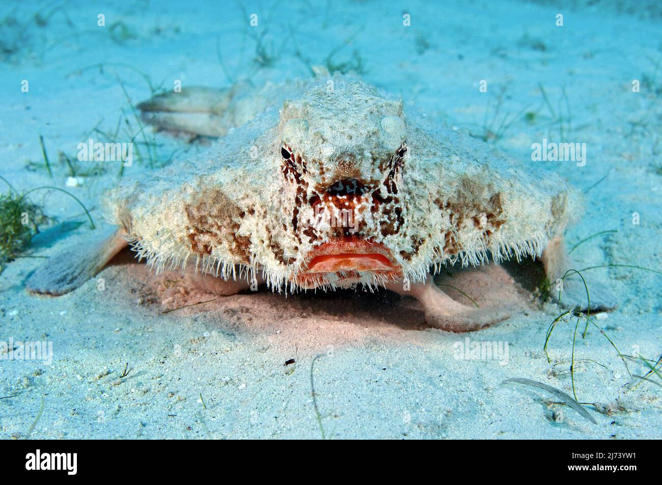 Rotbauch Fledermausfische Banque d'image et photos - Alamy