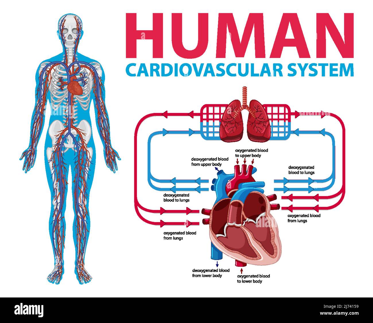 Cardiovascular system illustration Banque d'images vectorielles - Alamy