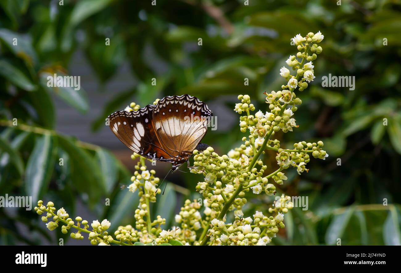 Papillon mangeant du nectar Banque de photographies et d’images à haute ...