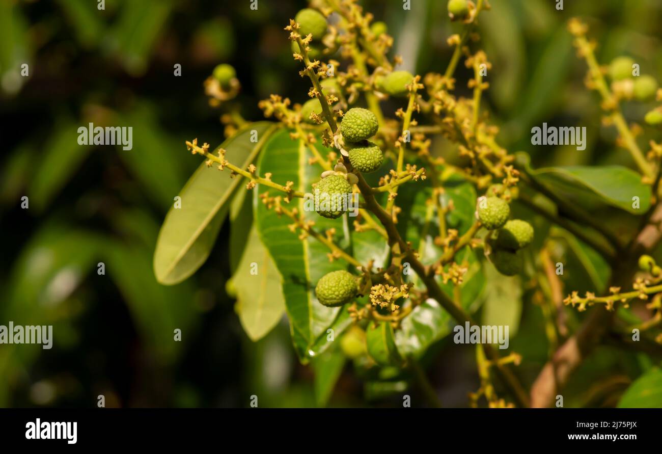 Fleurs de longane Banque de photographies et d’images à haute ...