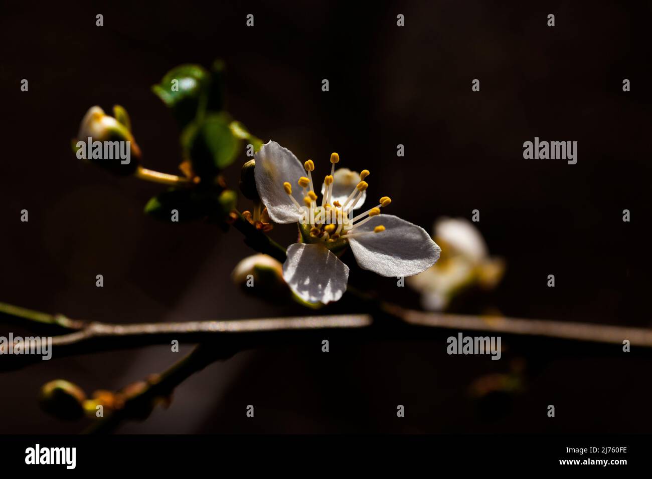 Floraison ouverte sur un prunier au printemps Banque de photographies ...