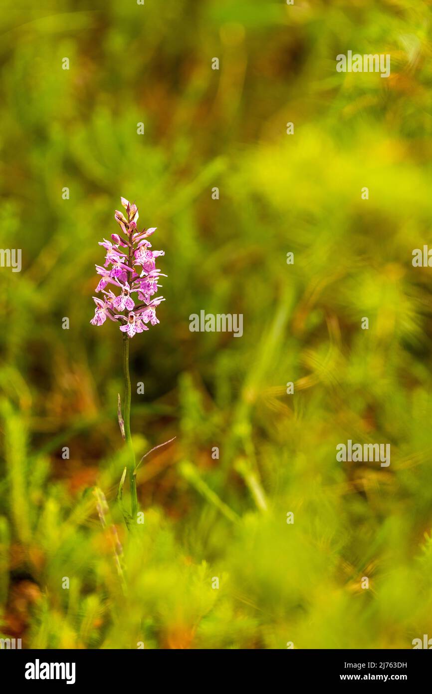 Orchidée à feuilles larges à forchet près de haiming Banque de ...