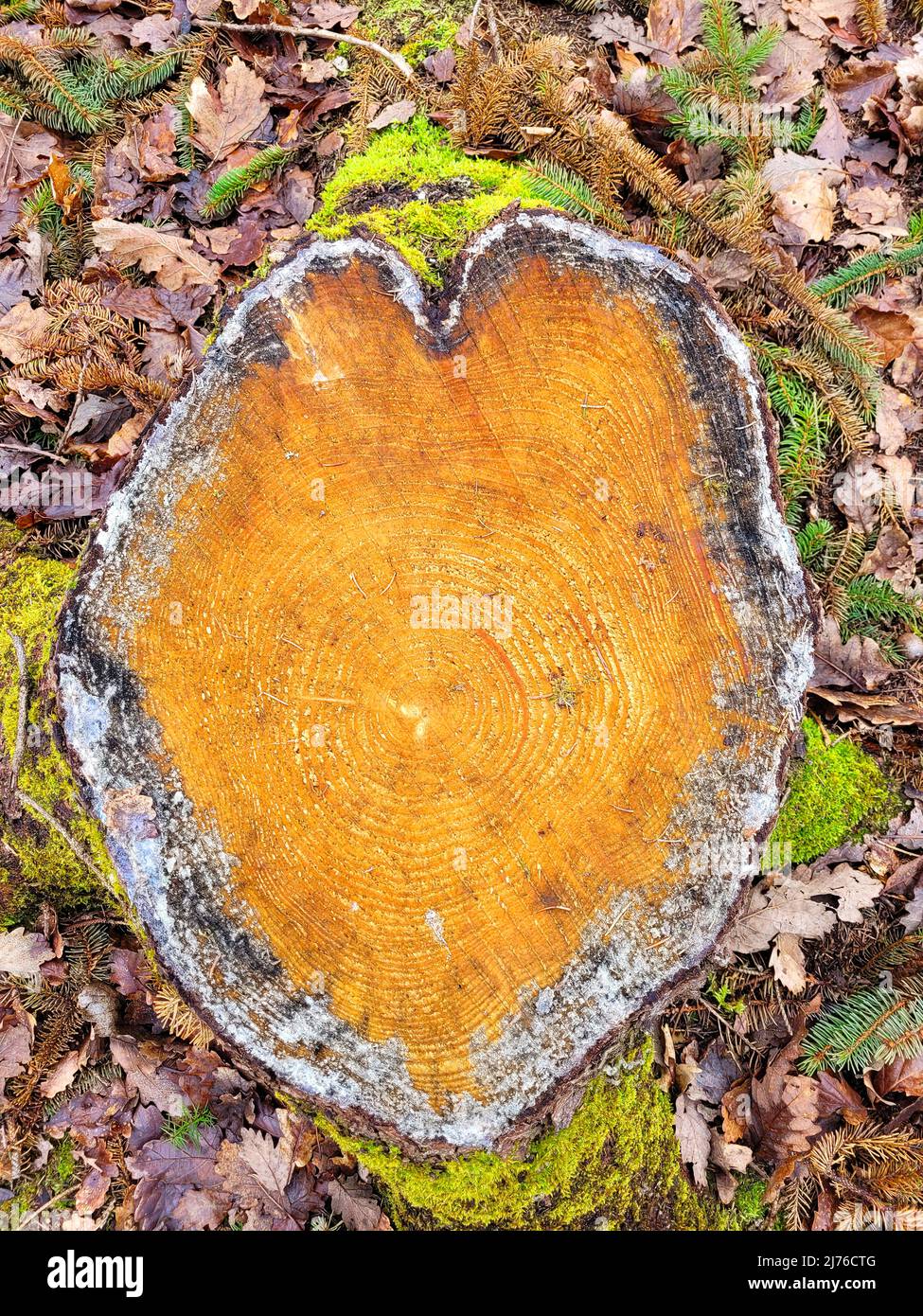 Randonnée sur le sentier de randonnée Traumschleife Saarhölzbachpfad ...