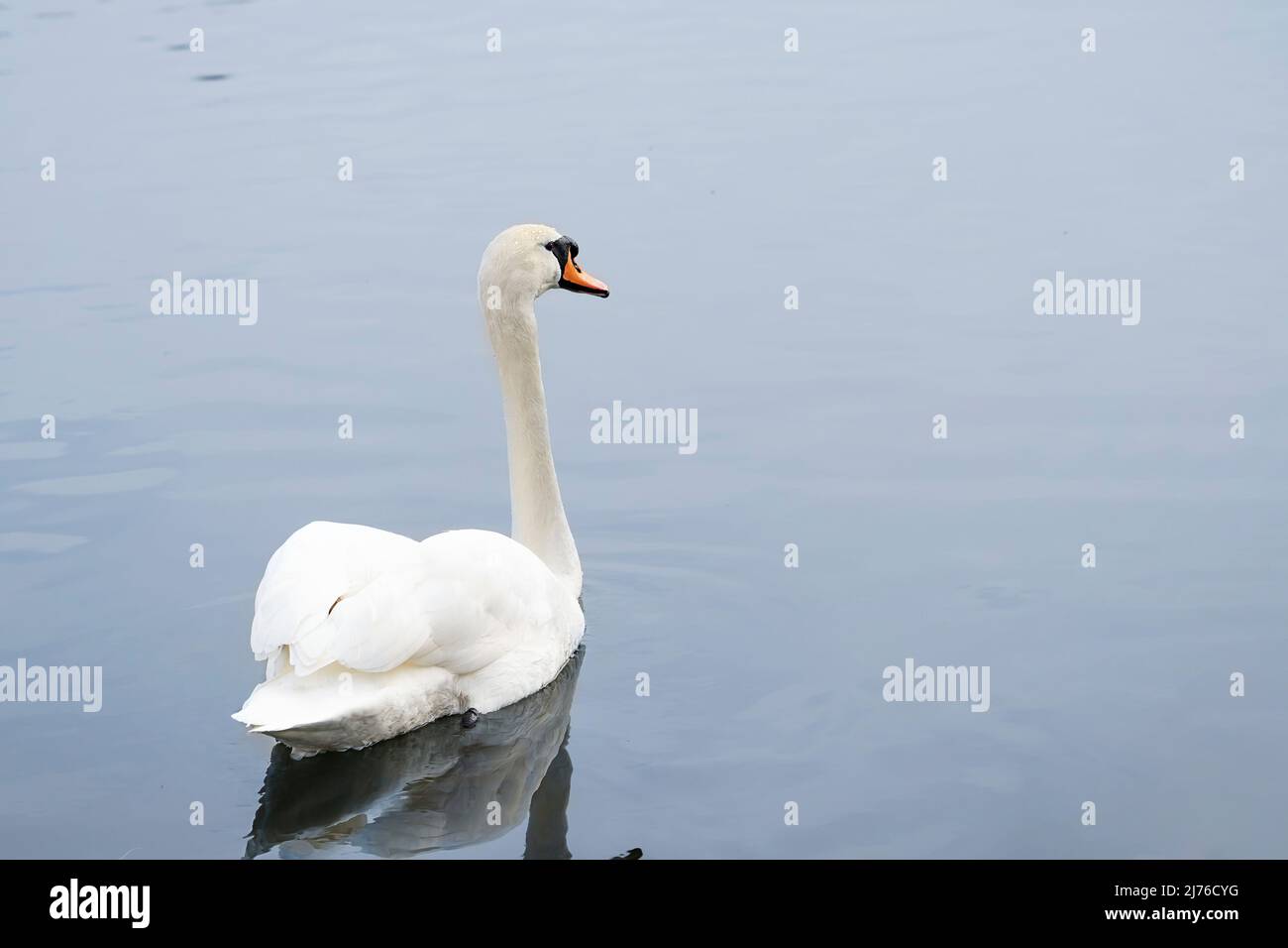 Le cygne nage Banque de photographies et d’images à haute résolution - Alamy