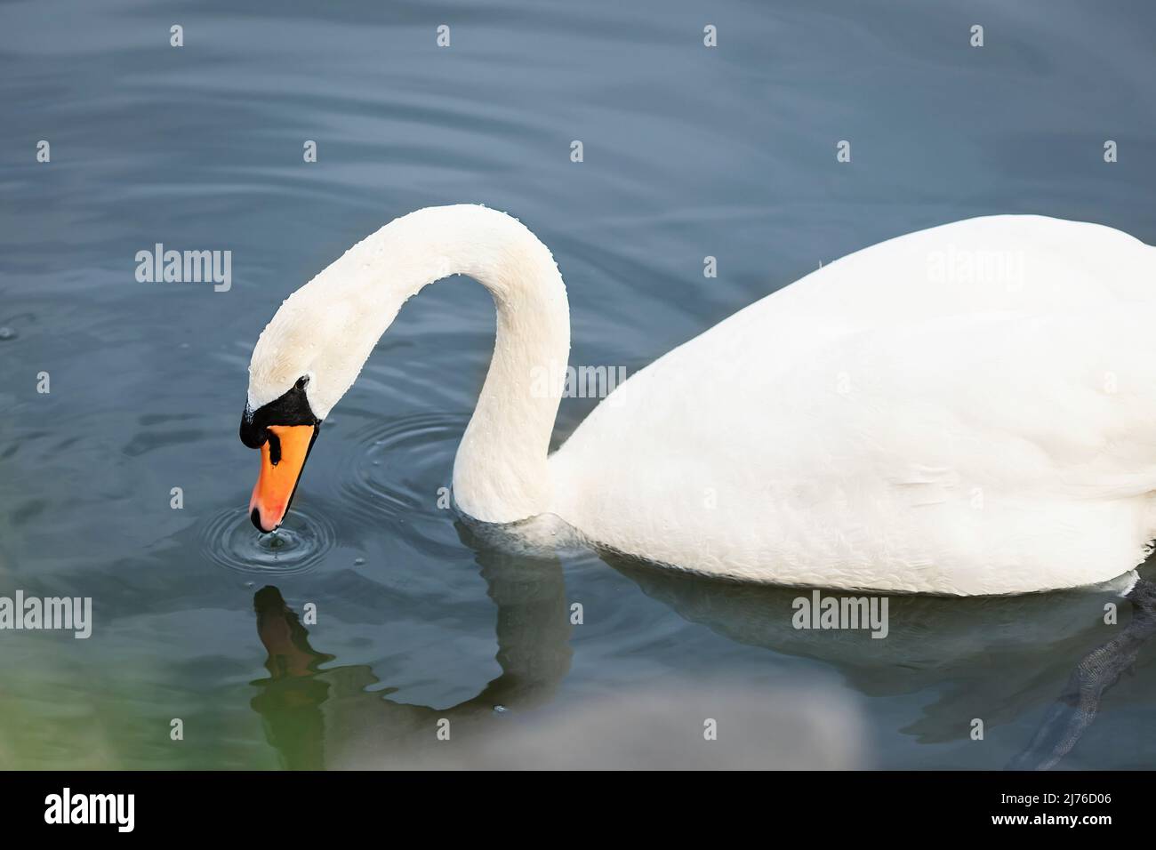 Le cygne nage Banque de photographies et d’images à haute résolution - Alamy