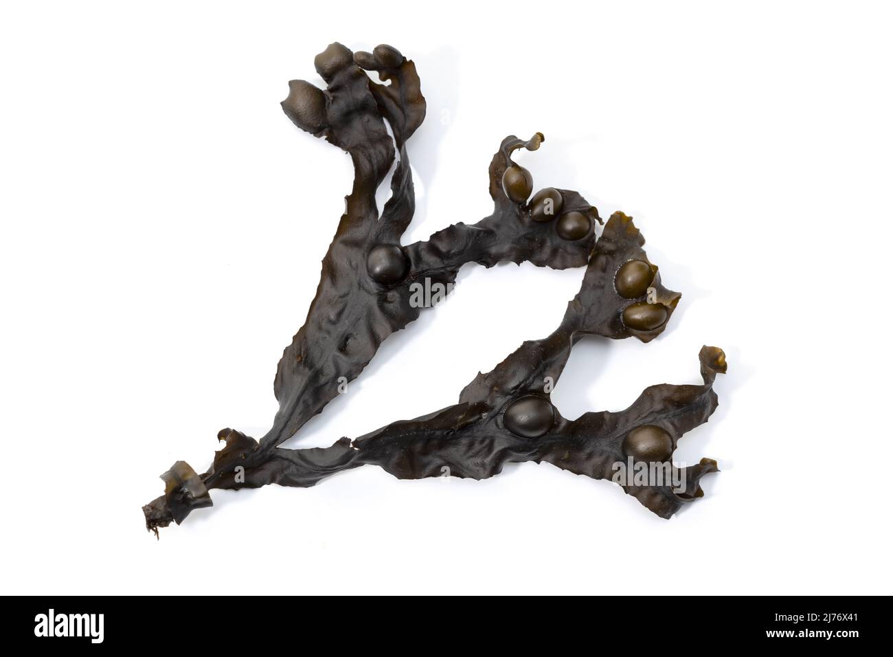 Fucus vesiculosus isolé sur fond blanc. Porte-vessie en algues Photo ...