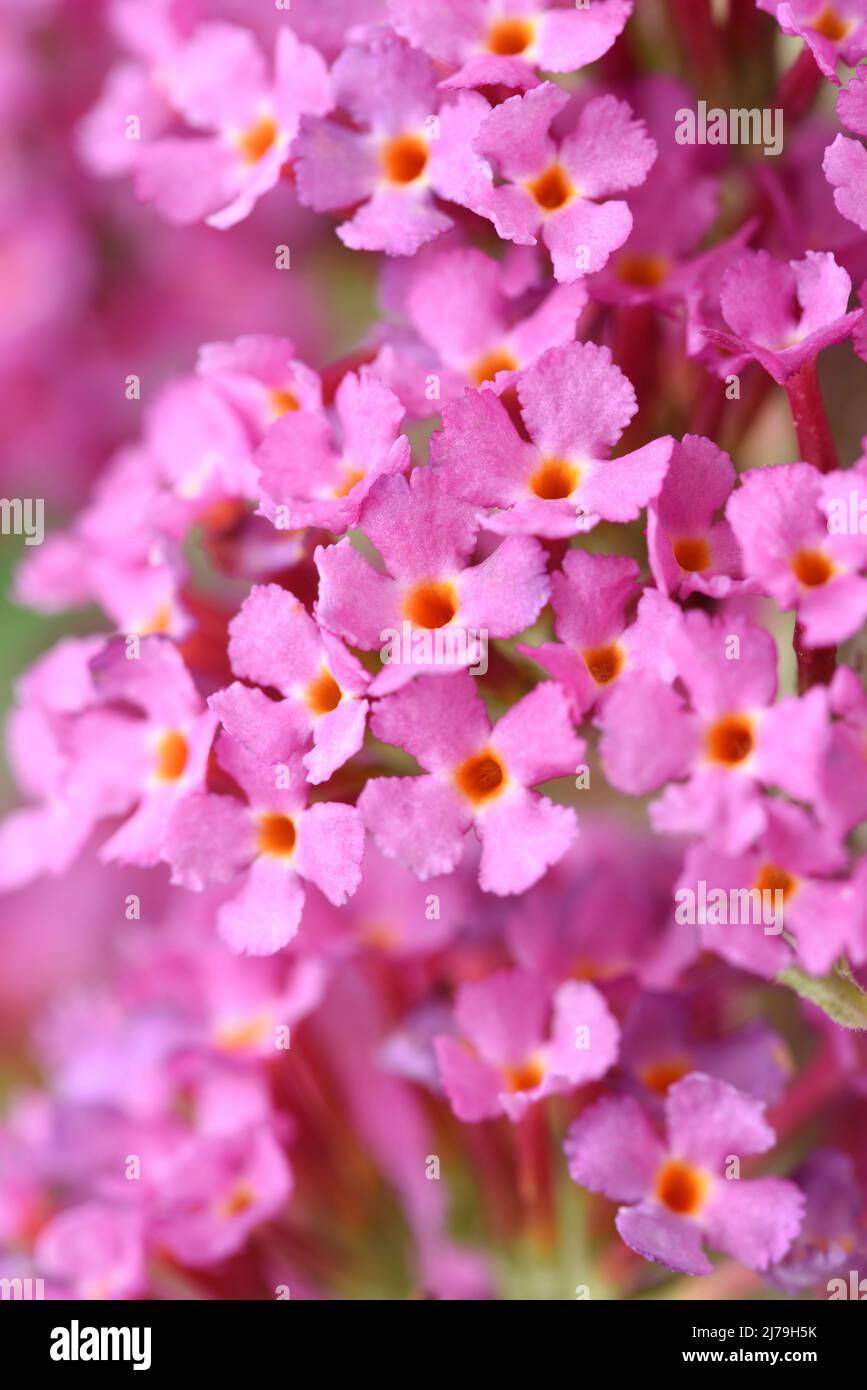 Rose buddleja davidii Banque de photographies et d’images à haute ...