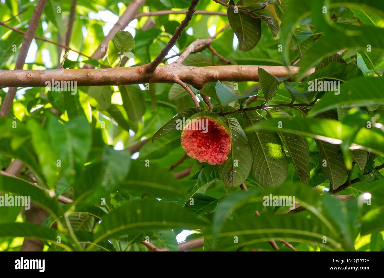 Un fruit de goyave rouge mûr (Psidium guajava L) sur un arbre mangé par ...