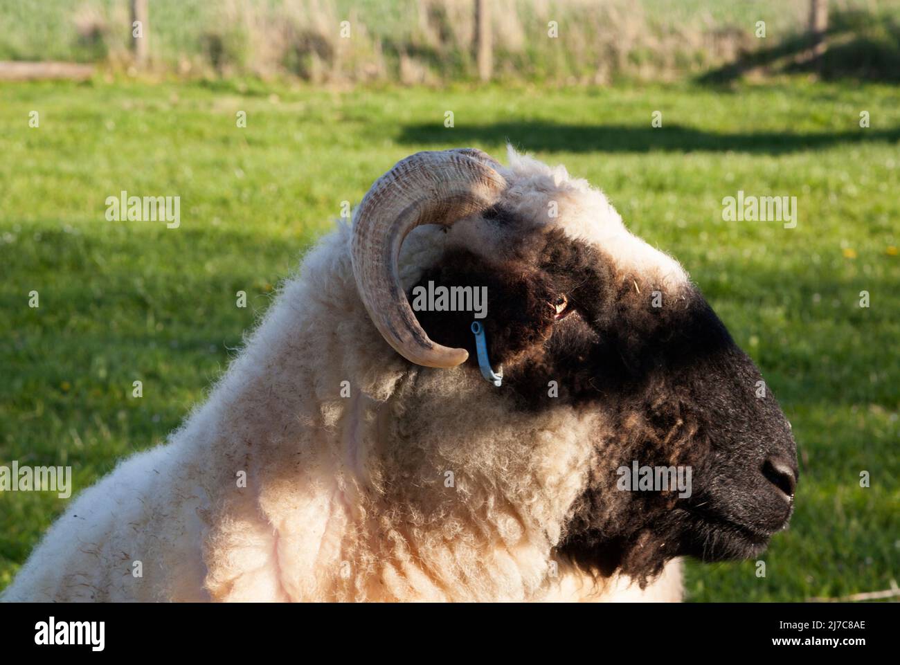 Angora goat Banque de photographies et d’images à haute résolution - Alamy