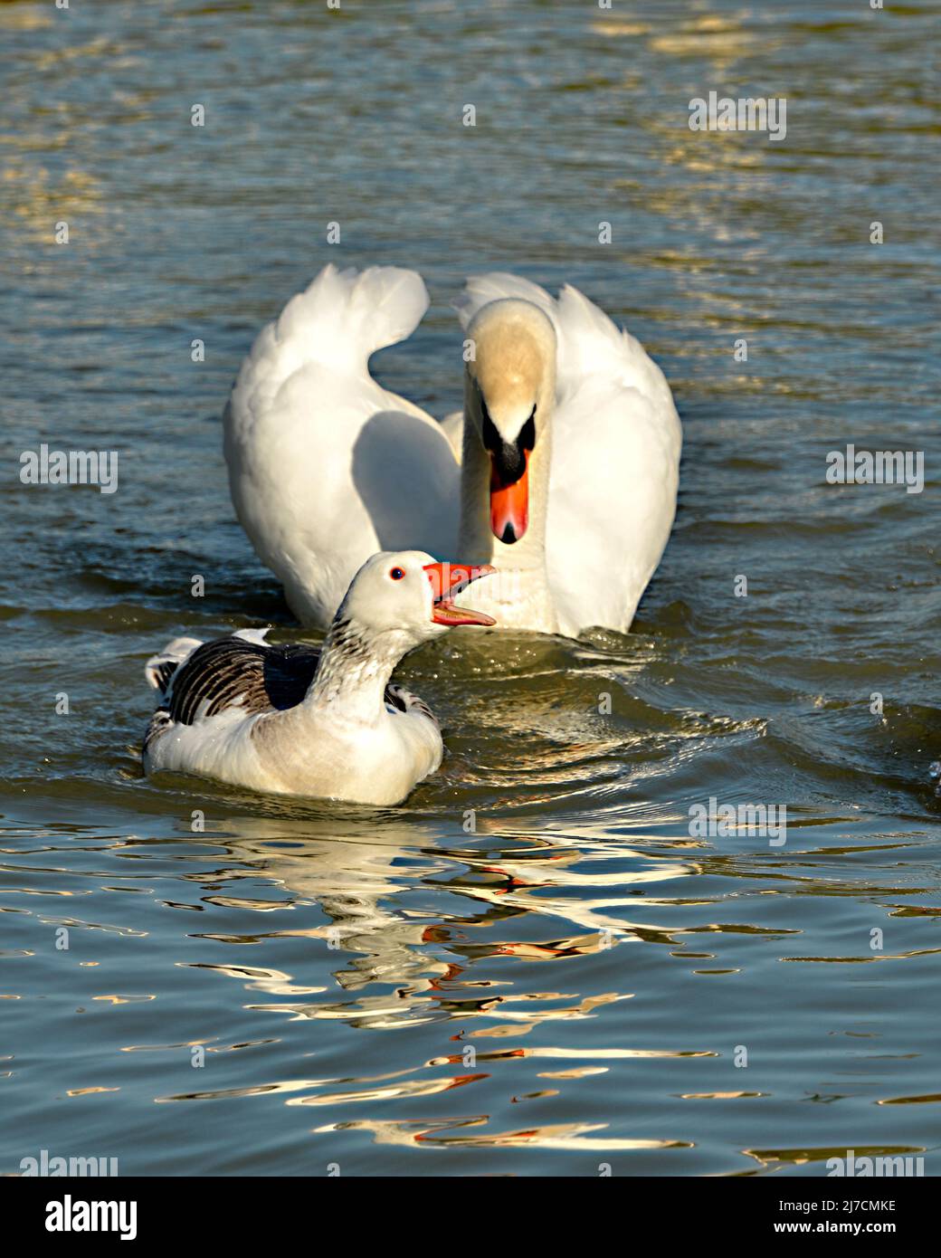 Oie muette Banque de photographies et d’images à haute résolution - Alamy